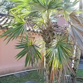 ENH-786/ST628: Thrinax morrisii: Key Thatch Palm