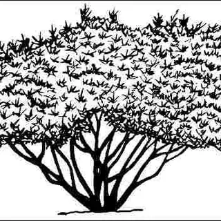 ENH-824/ST667: Vitex agnus-castus 'Silver Spire': 'Silver Spire' Chastetree