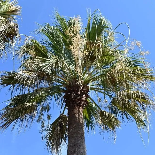 Ask IFAS: Topic - Palm Varieties