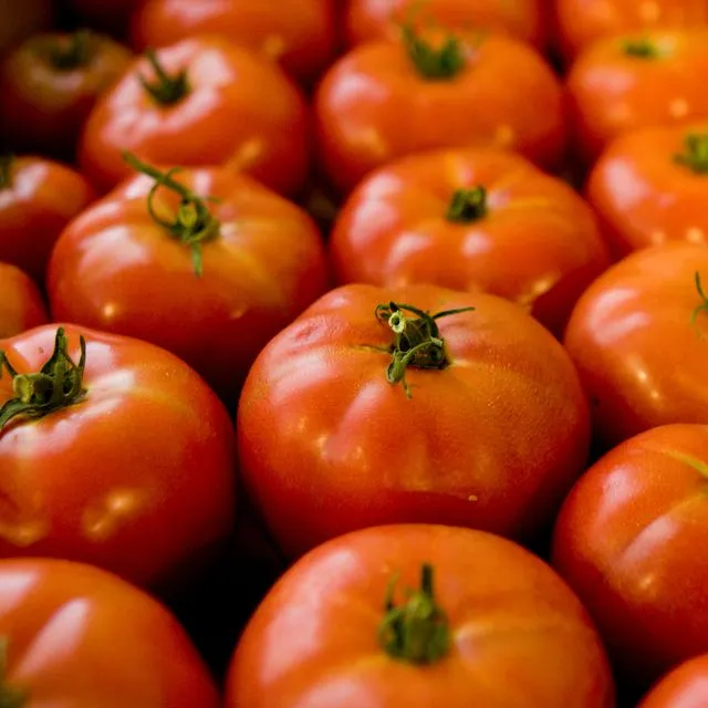 Ask IFAS: Topic - Tomato