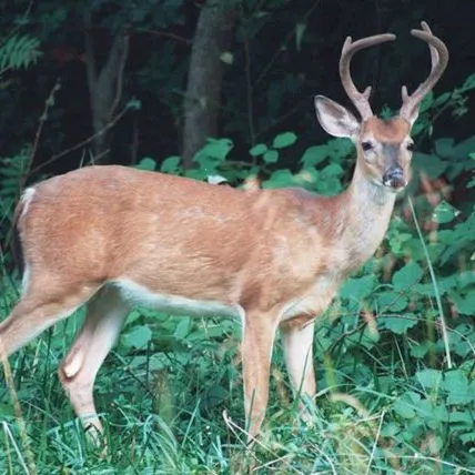 Ask IFAS: Mark E. Hostetler