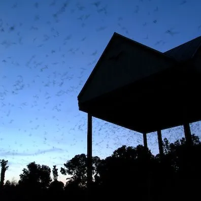 Ask IFAS: Topic - Wildlife-Friendly Landscapes