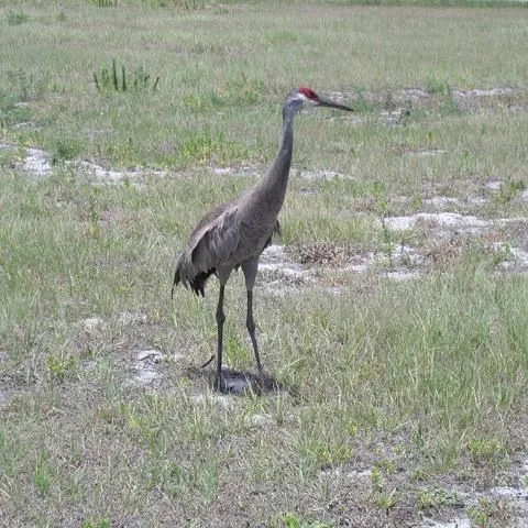 Ask IFAS: Conservation Subdivisions series