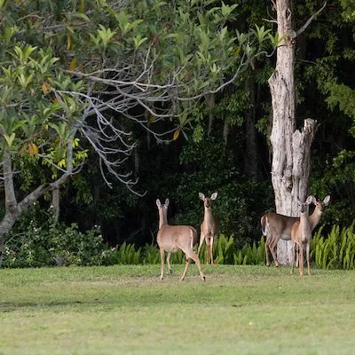 Ask IFAS: Managing Nuisance Wildlife in Your Yard series