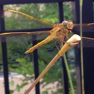 WEC356/UW401: Conservation Subdivision: Post-construction Phase—Policy ...