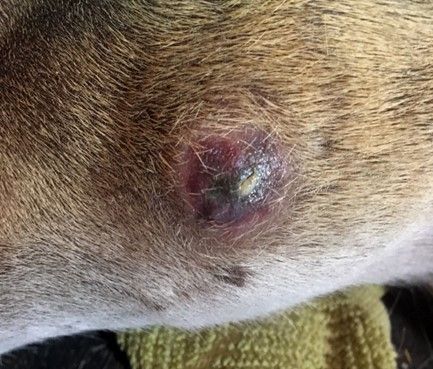 WEC427/UW472: Lumpy Jaw in White-Tailed Deer