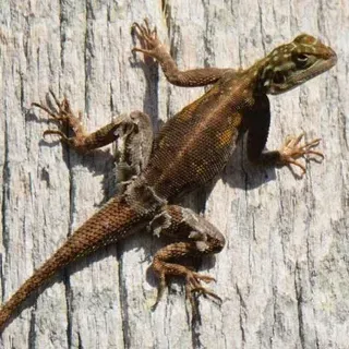 WEC431/UW476: Peters's Rock Agama in Florida