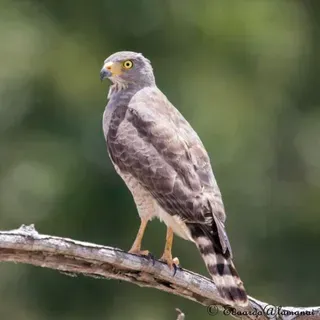 WEC348/UW483: Top 10 Popular Raptors of Northern Belize