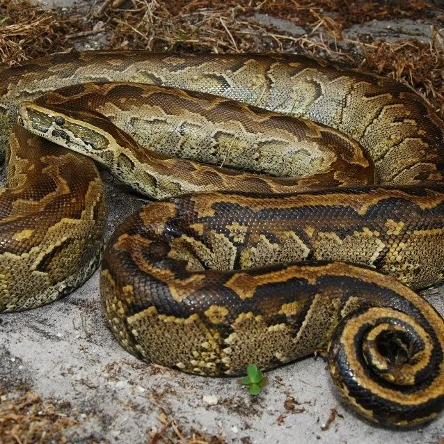 Ask IFAS: Topic - Snakes