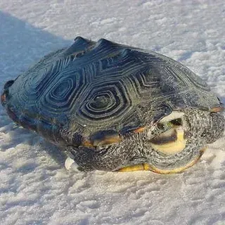 WEC468/UW526: Diamondback Terrapins of Florida