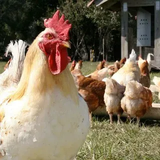 VM60/VM043: Diagnosis, Prevention, and Control of French Molt