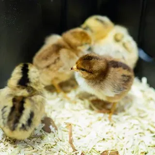 VM125/VM092: Broiler Performance From Cull Eggs