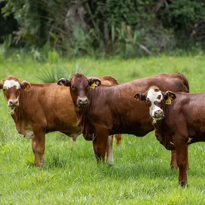 Ask IFAS: Topic - Disaster Recovery