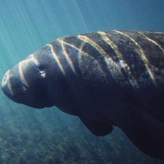 Ask IFAS: Ruth Francis-Floyd