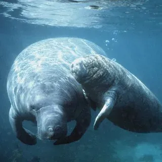 VM209/VM209: Third Grade Manatee Curriculum—Lesson 6: What Do Animals ...