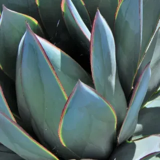 Ask IFAS: Topic Index