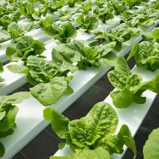 Ask IFAS: Hannah W. Eason