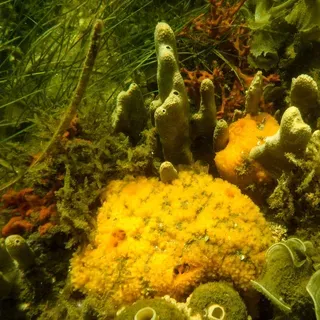FA263/FA263: Ocean Acidification: Effects on Sponges