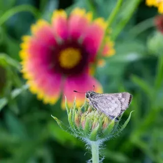 Ask IFAS: Topic - Butterfly/Pollinator Gardening