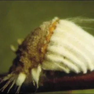 Ask IFAS: Topic - Citrus Scale Pests