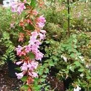 Ask IFAS: Topic Index