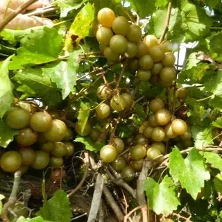 HS17A/MG105: The Bunch Grape