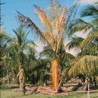 PP-221/PP145: Petiole (Rachis) Blight of Palm