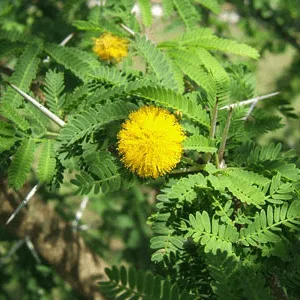 Ask IFAS: Topic Index