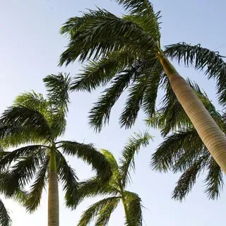 Ask IFAS: Topic - Palm Diseases