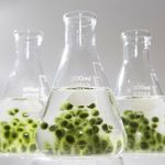 SS-AGR-448/AG448: The Ecology of Charophyte Algae (Charales)